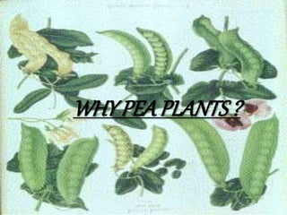 Hybridization | PPTX