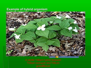 Hybridization | PPT