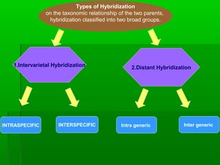 Hybridization | PPT