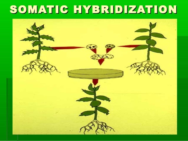 Hybridization