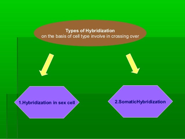 Hybridization Meaning