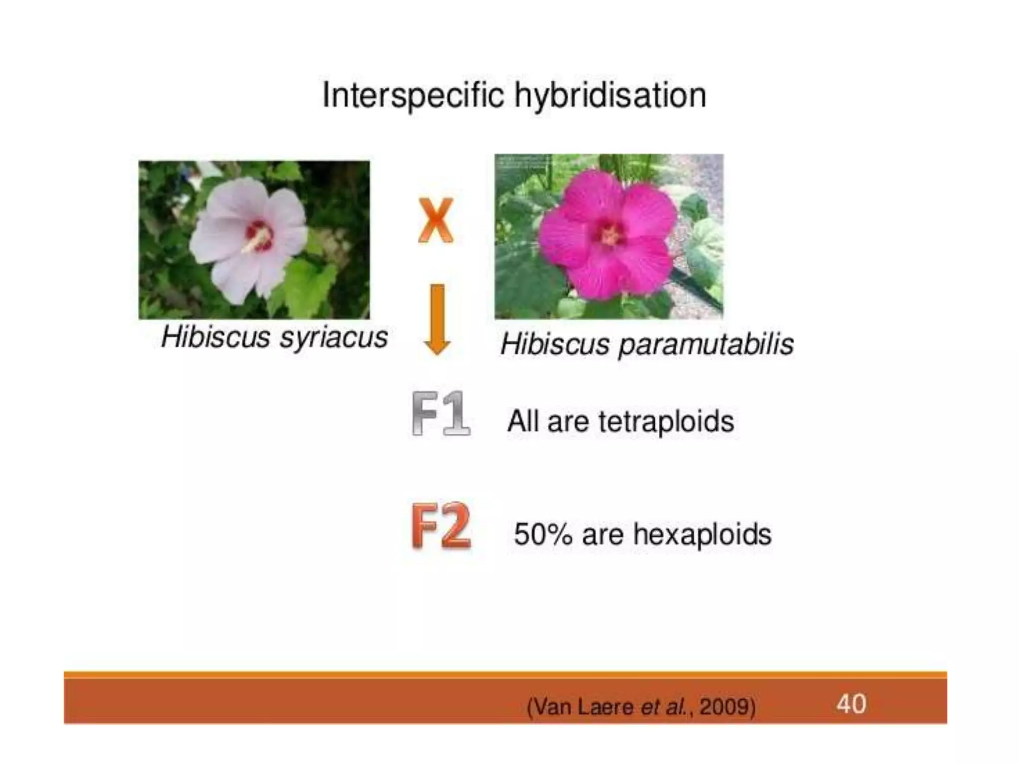 Hybridization | PPTX