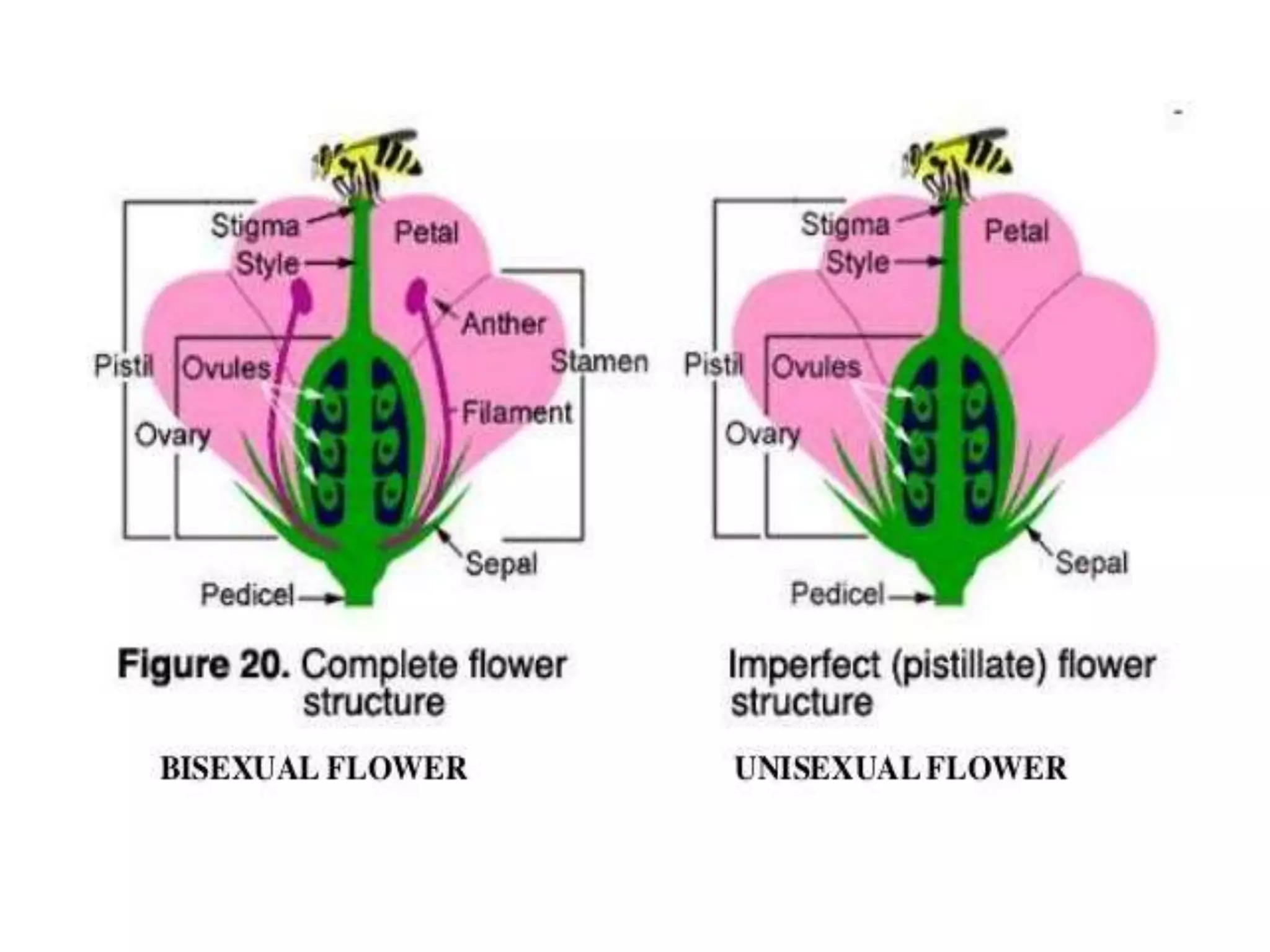 Hybridization | PPTX