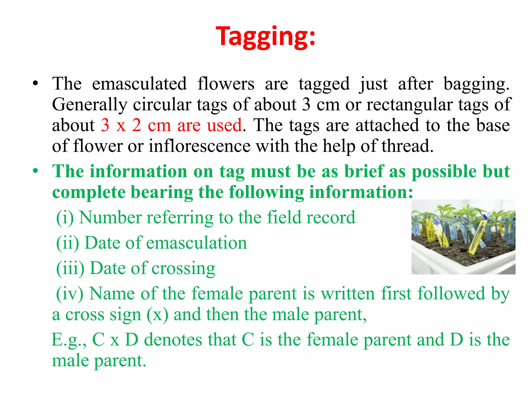 Hybridization | PPTX