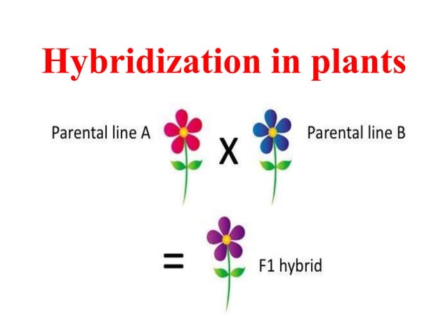 Hybridization | PPTX | Agriculture | Industries