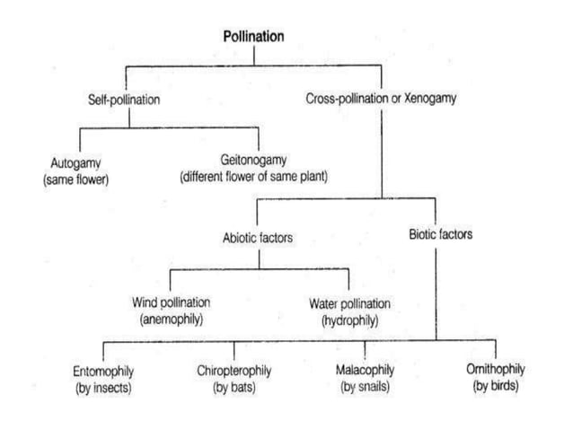 Hybridization | PPTX | Agriculture | Industries