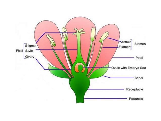 Hybridization | PPTX | Agriculture | Industries