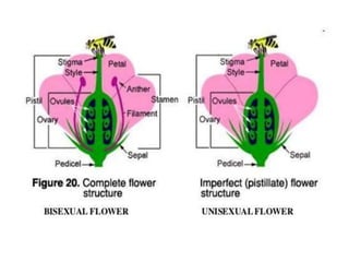 Hybridization | PPTX