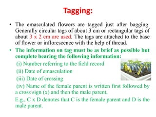 Hybridization | PPTX