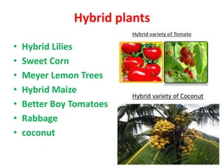 Hybridization | PPTX