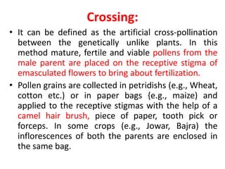 Hybridization | PPTX