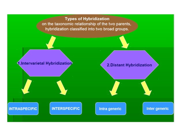 Hybridization | PPTX | Agriculture | Industries