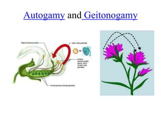 hybridization-200403024946 (1).pdf