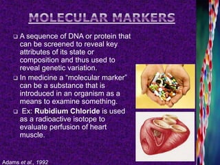 Hybridization based molecular markers 1 | PPT