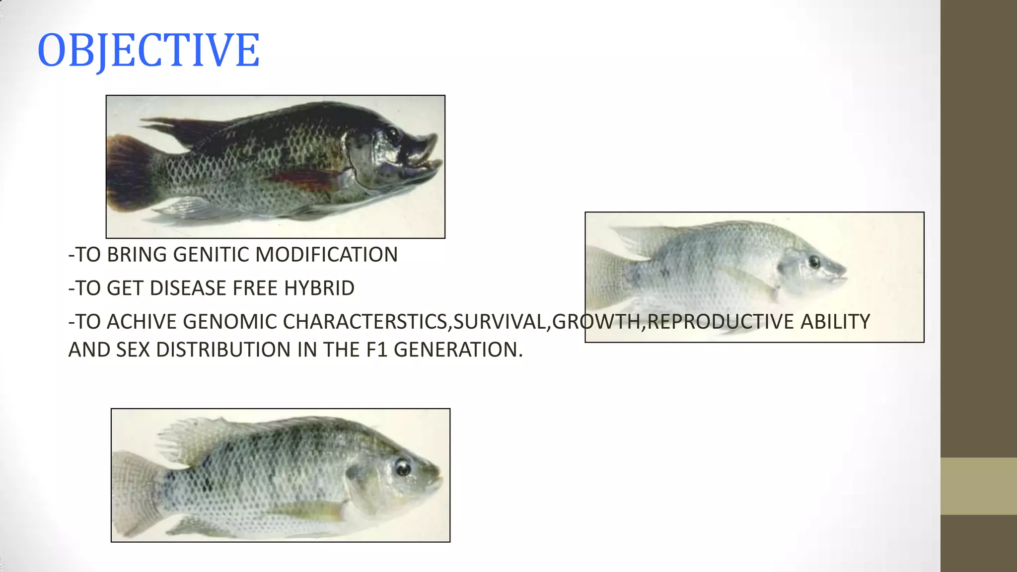 Hybridization in fishes | PPTX