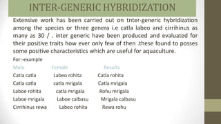 Hybridization in fishes | PPTX