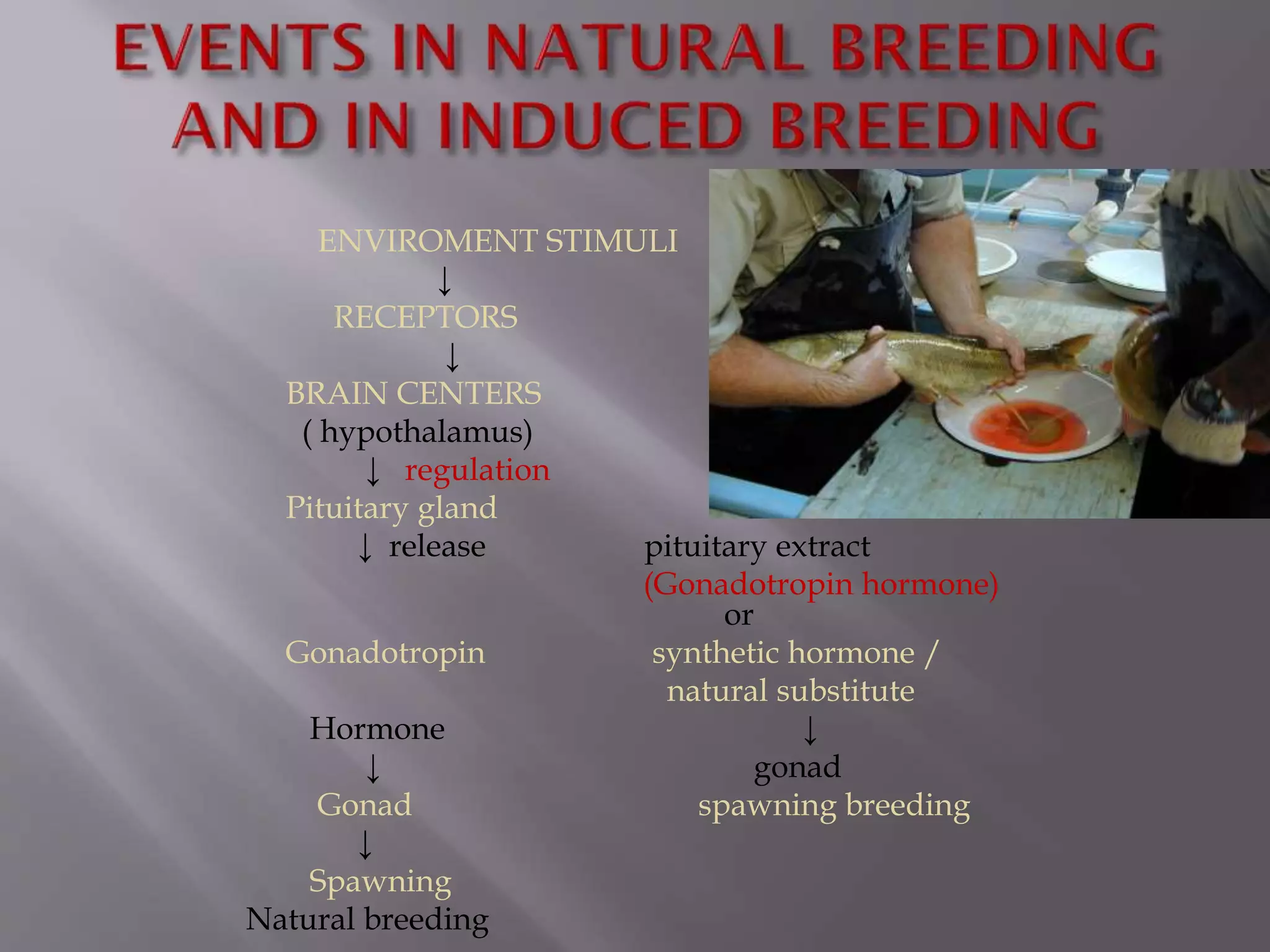 Hybridization in fishes | PPTX