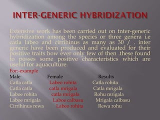 Hybridization in fishes | PPTX