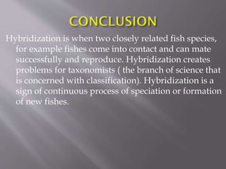 Hybridization in fishes | PPTX