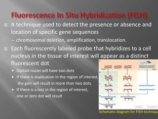 Hybridization in fishes | PPTX | Fish and Aquariums | Pets