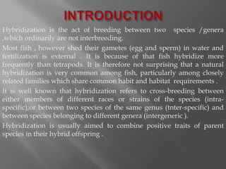Hybridization in fishes | PPTX
