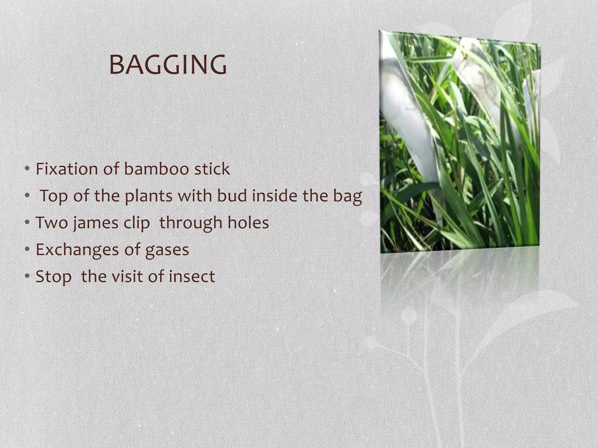 Hybridization technique in rice | PPTX