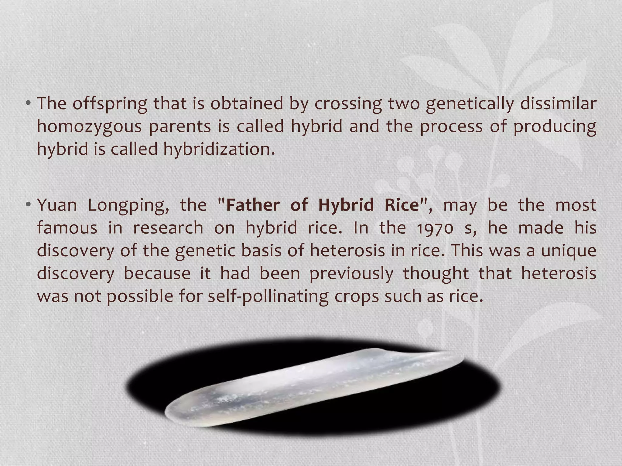 Hybridization technique in rice | PPTX