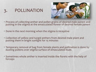 Hybridization technique in rice | PPTX