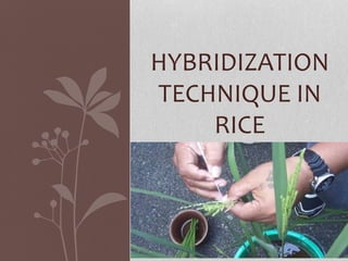 Hybridization technique in rice | PPTX