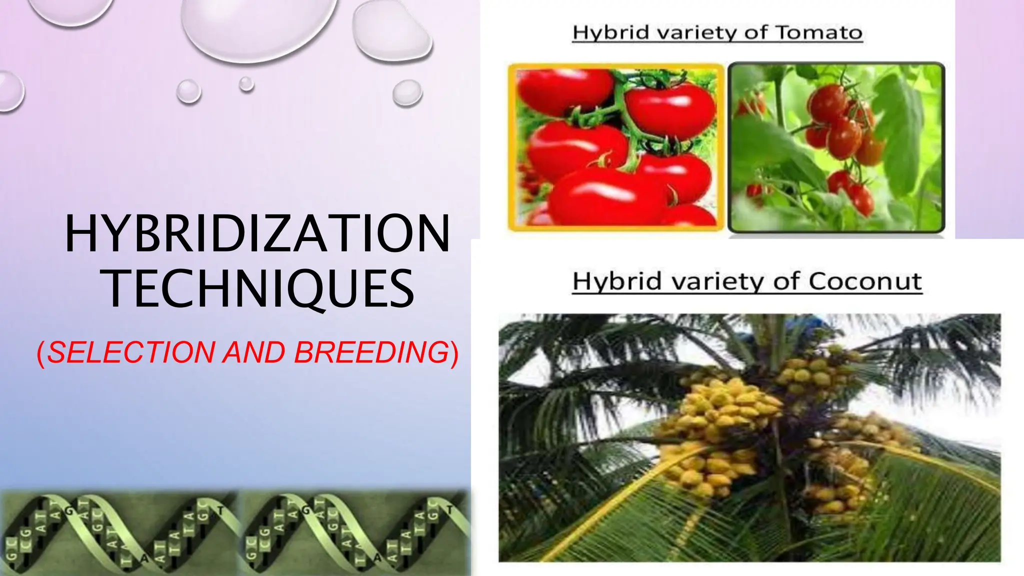 HYBRIDIZATION TECHNIQUES.power point presentation | PPT