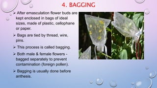 HYBRIDIZATION TECHNIQUES.power point presentation | PPTX