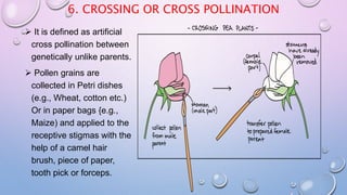 HYBRIDIZATION TECHNIQUES.power point presentation | PPTX