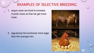 HYBRIDIZATION TECHNIQUES.power point presentation | PPTX