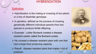 HYBRIDIZATION TECHNIQUES.power point presentation | PPTX