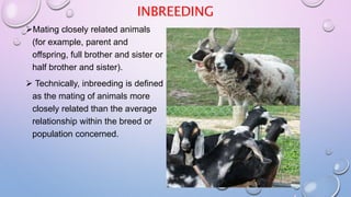 HYBRIDIZATION TECHNIQUES.power point presentation | PPTX