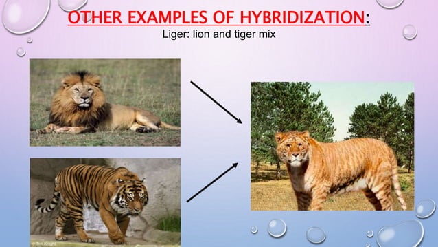 HYBRIDIZATION TECHNIQUES.power point presentation | PPTX