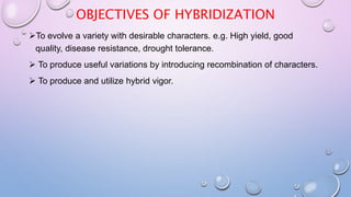 HYBRIDIZATION TECHNIQUES.power point presentation | PPTX