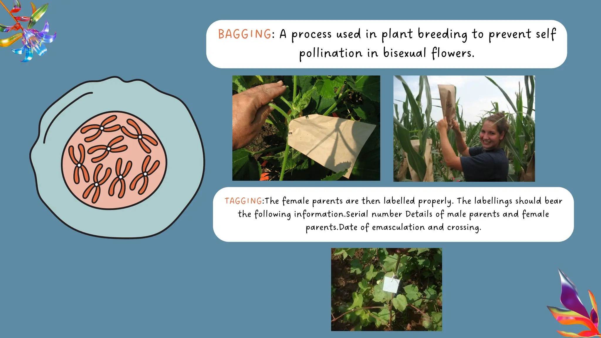 HYBRIDIZATION TECHNIQUES | PPT