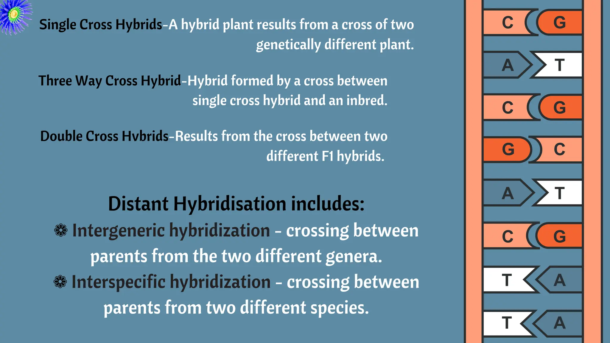 HYBRIDIZATION TECHNIQUES | PPT