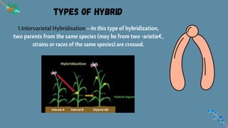 HYBRIDIZATION TECHNIQUES | PPT