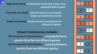 HYBRIDIZATION TECHNIQUES | PPT