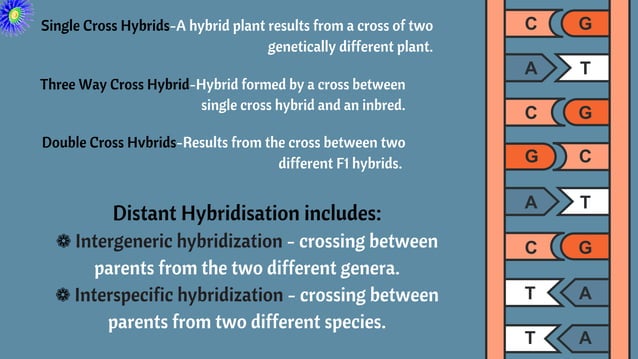 HYBRIDIZATION TECHNIQUES | PPT
