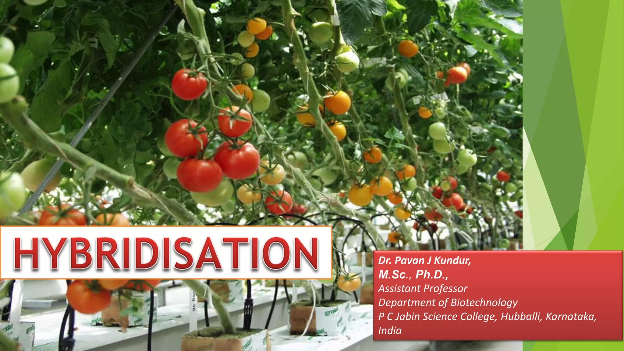 Hybridization Techniques in Crop Improvement | PDF
