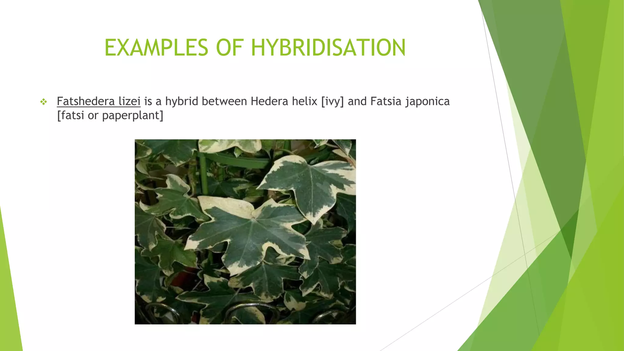 Hybridization Techniques in Crop Improvement | PDF