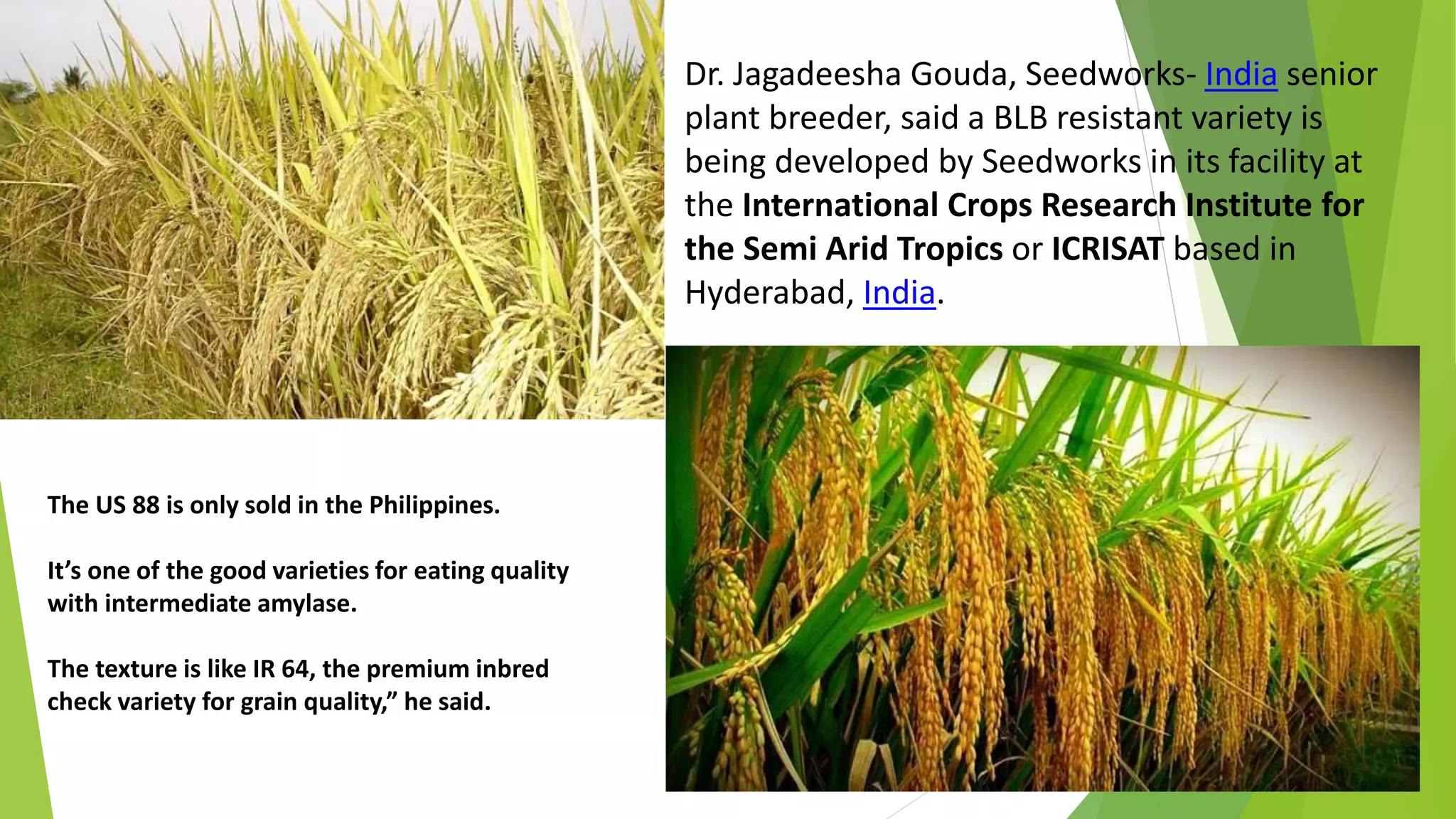 Hybridization Techniques in Crop Improvement | PDF