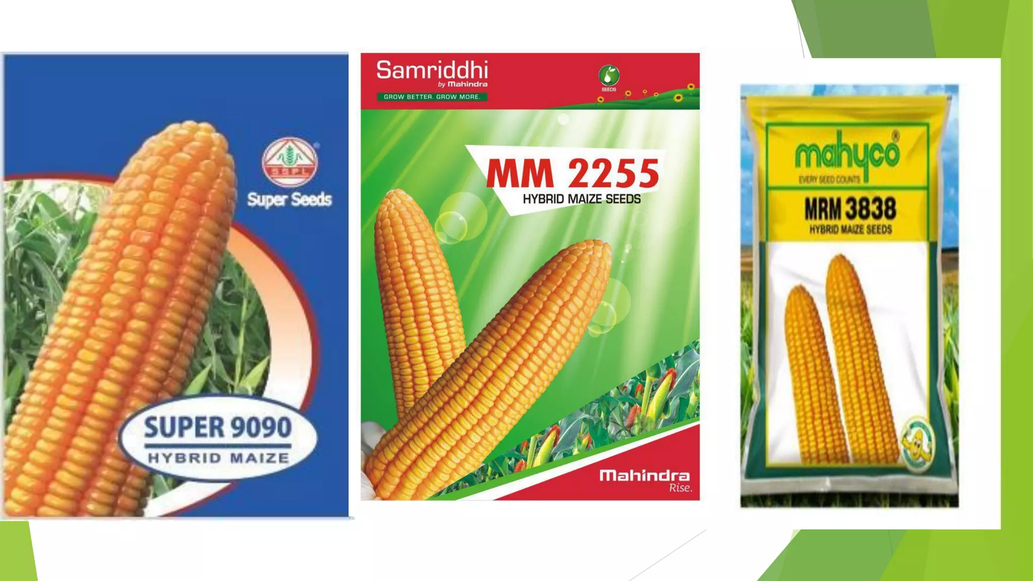 Hybridization Techniques in Crop Improvement | PDF