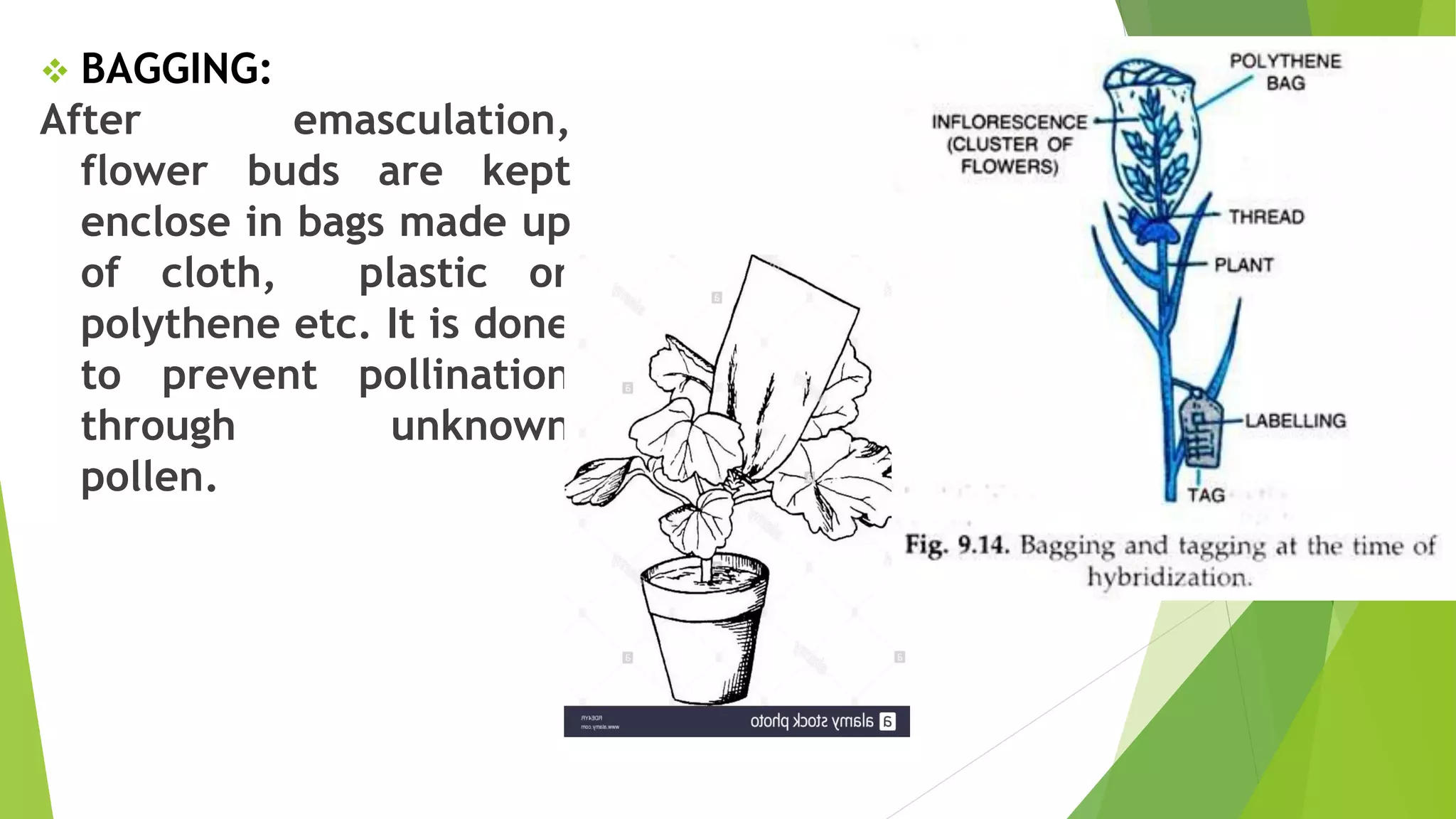 Hybridization Techniques in Crop Improvement | PDF