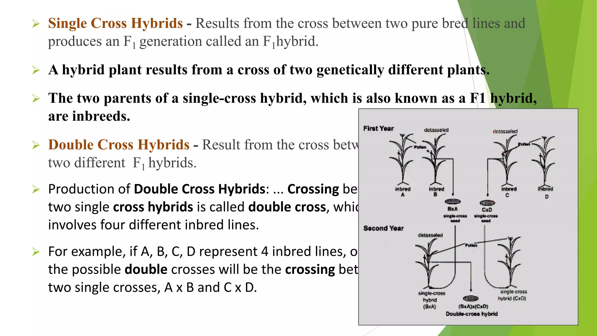 Hybridization Techniques in Crop Improvement | PDF