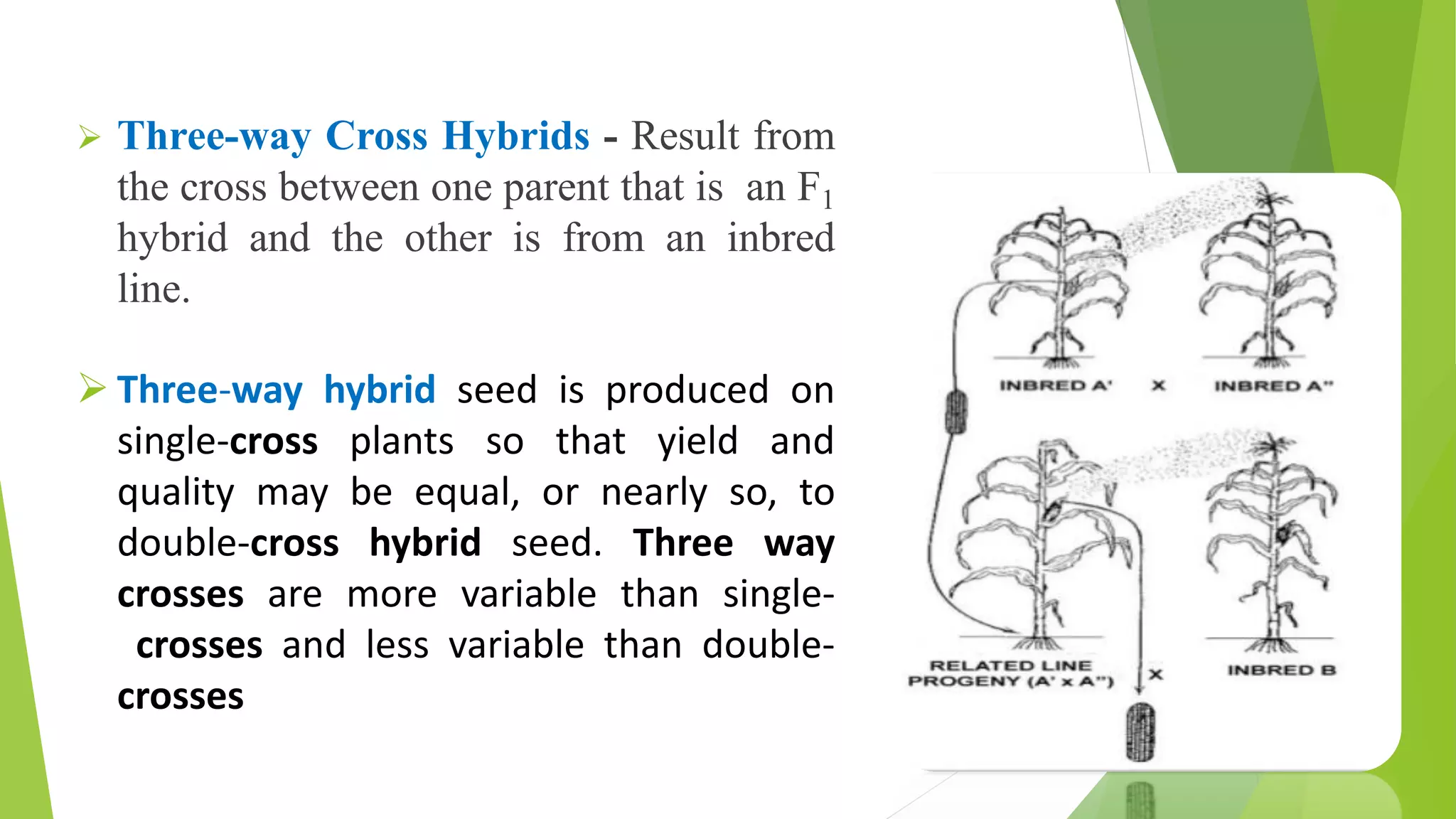 Hybridization Techniques in Crop Improvement | PDF