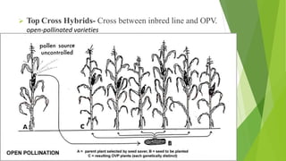 Hybridization Techniques in Crop Improvement | PDF